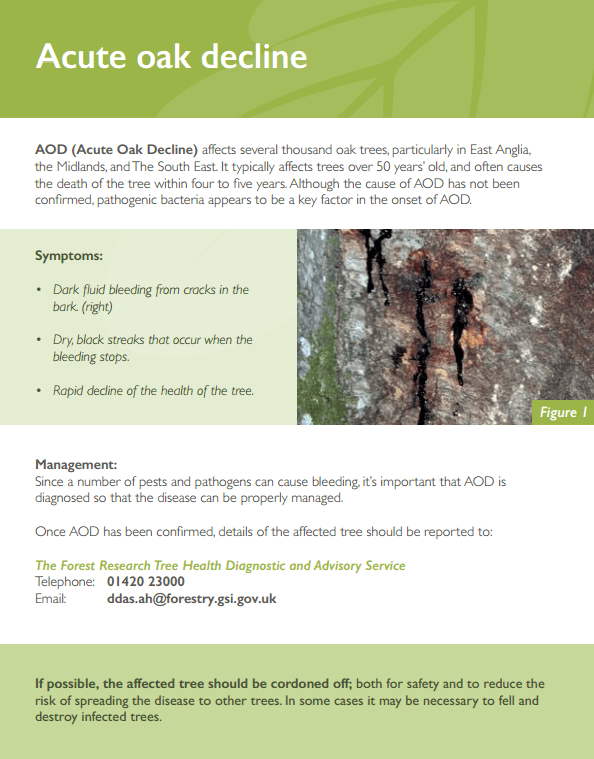 Understanding the Diseases That Affect British Trees - UK Oak Doors